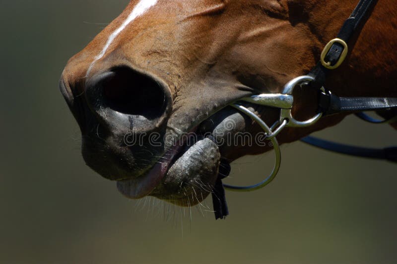 Mun för 001 hästar arkivfoto. Bild av snabbt, kapplöpning - 1961356