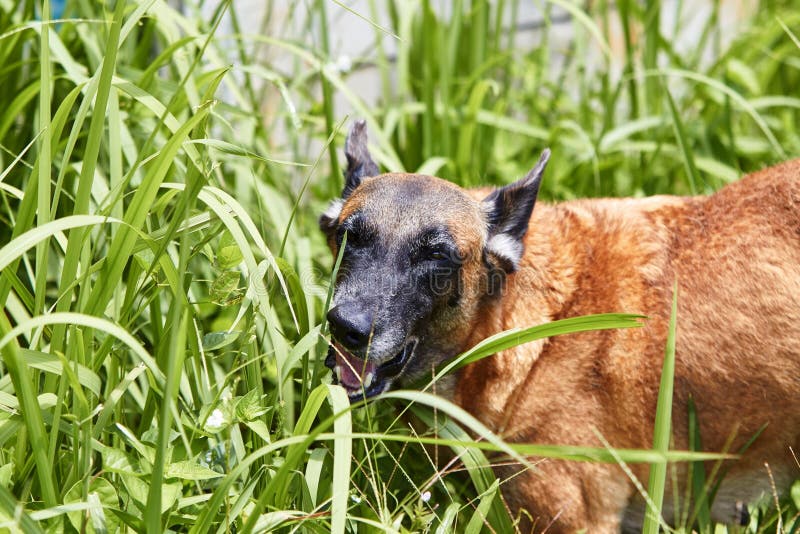 Munch stock image. Image of munch, grass, belgian, eating - 168172861