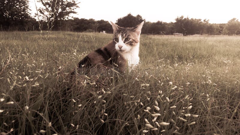 Calico Cat 2 stock image. Image of vintage, meow, munchie - 55388927