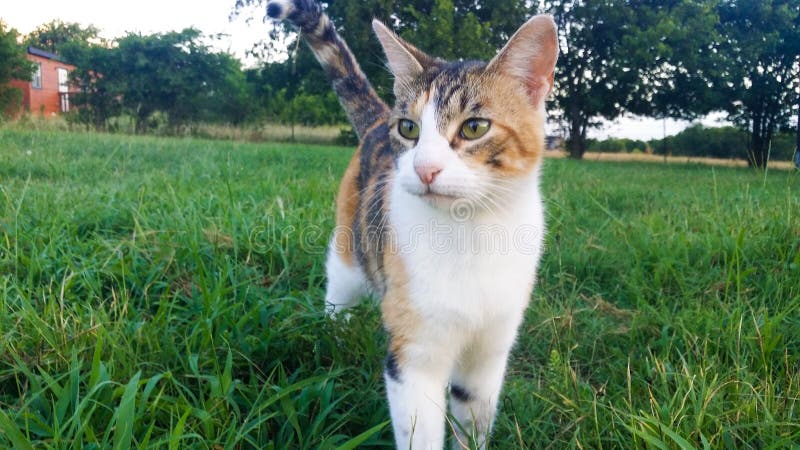 Munchie Cat Stock Photos - Free & Royalty-Free Stock Photos from Dreamstime