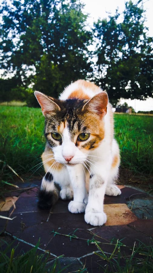 Munchie Cat Stock Photos - Free & Royalty-Free Stock Photos from Dreamstime