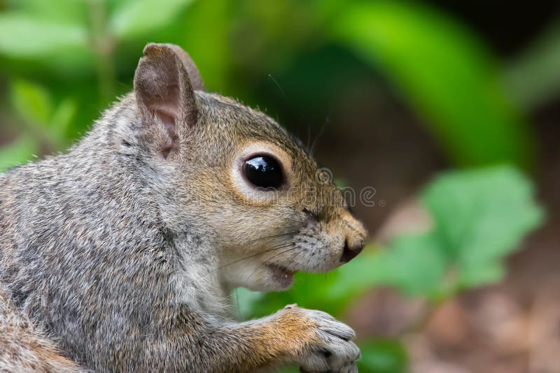 Munching Away stock photo. Image of light, catch, park - 96310984