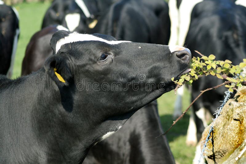 Munching cow stock image. Image of wall, cattle, udder - 757383
