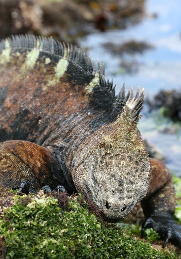 Marine Iguana Entering Water Stock Image - Image of ocean, color: 6910173
