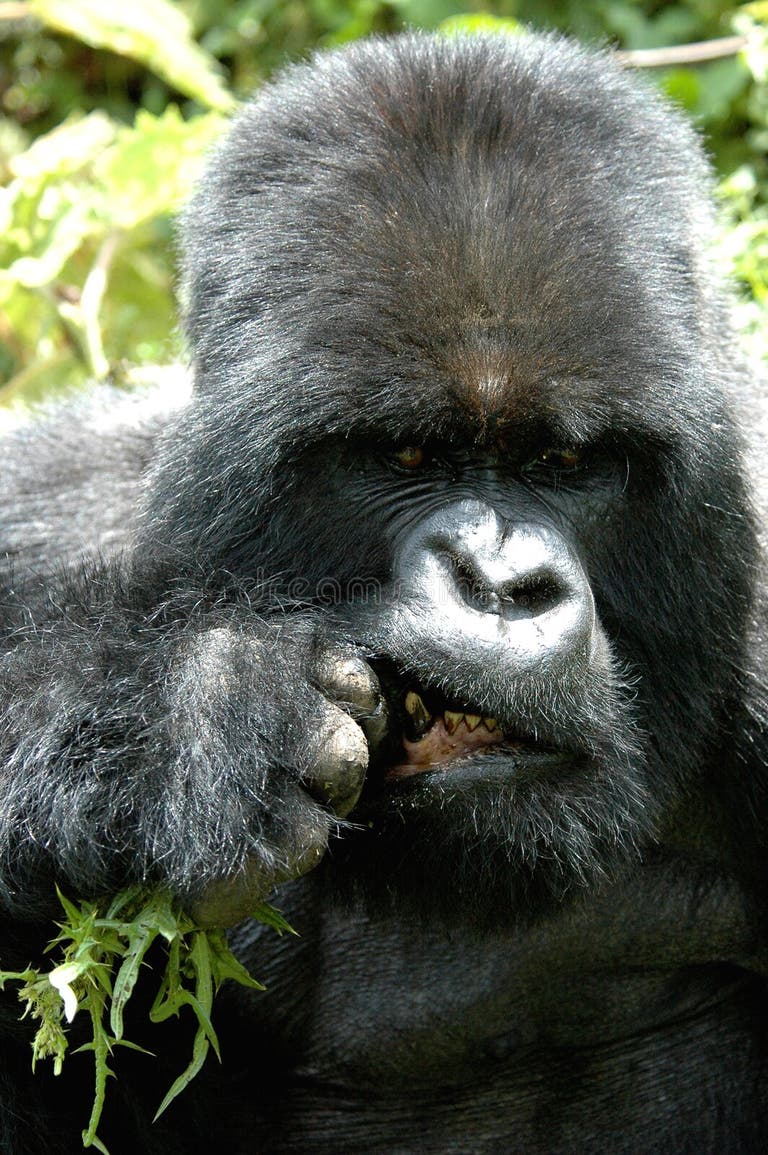115 Silverback Gorilla Teeth Stock Photos - Free & Royalty-Free Stock ...
