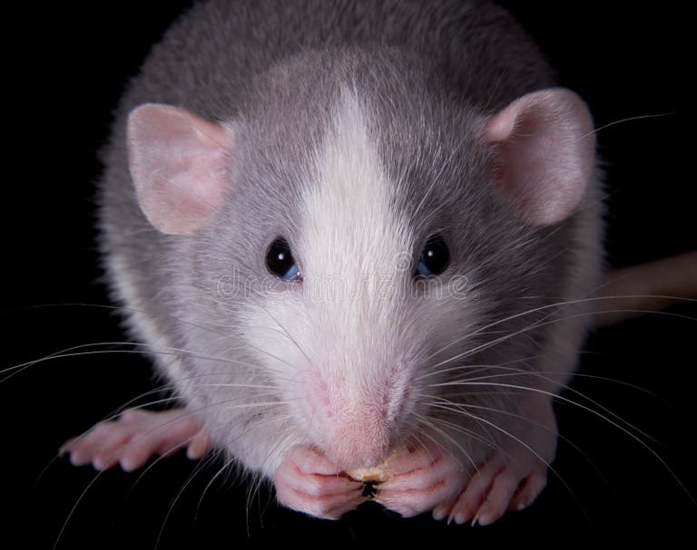 1,882 Dumbo Rat Stock Photos - Free & Royalty-Free Stock Photos from ...