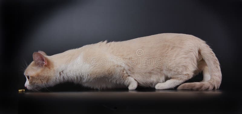 Manx Cat Breed stock image. Image of manx, male, yellow - 465199