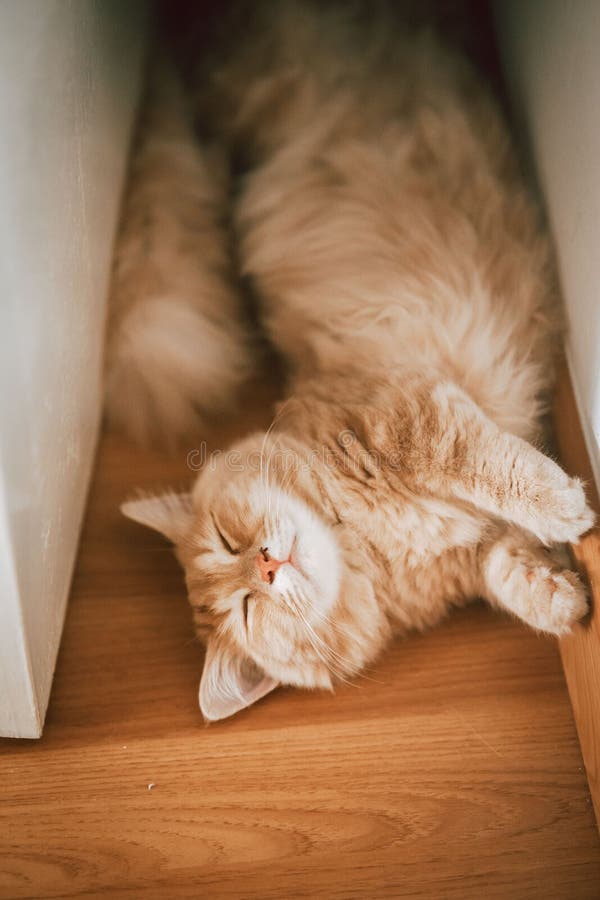 Munchkin Cat Lying on the Floor Behind the Door. Stock Photo - Image of ...