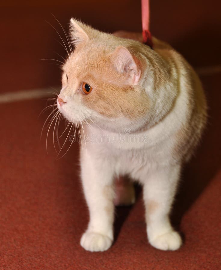 Midge the Munchkin Cat stock photo. Image of midge, calico - 48404948