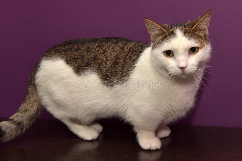 Munchkin cat stock photo. Image of eyes, charming, beautiful - 4369756