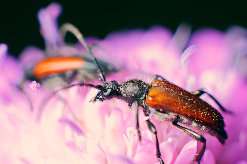 Mundo de insectos foto de archivo. Imagen de escarabajo - 15394598