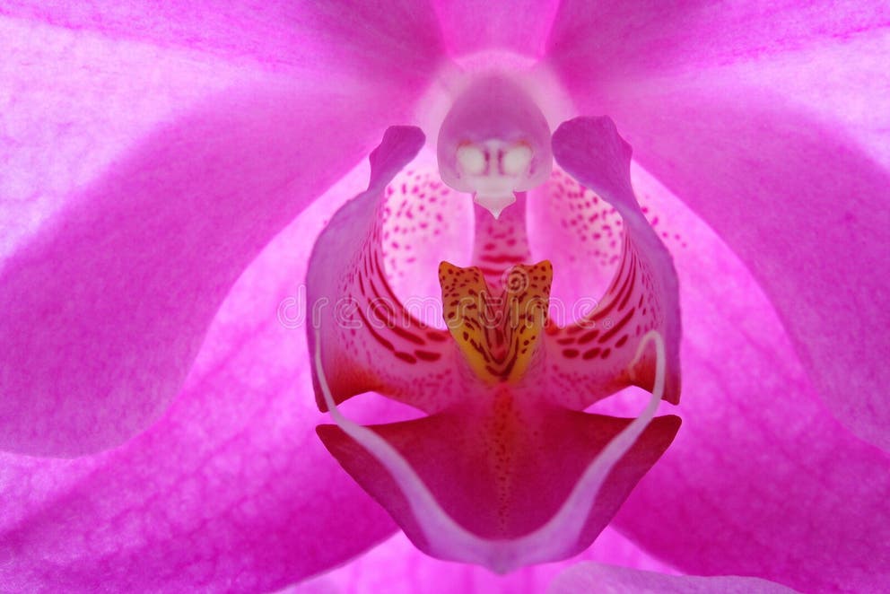 Mundo rosado imagen de archivo. Imagen de blanco, resorte - 1474351