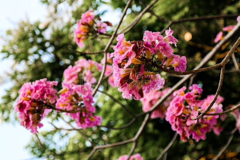 Mundo rosado foto de archivo. Imagen de mundo, hermoso - 64742604