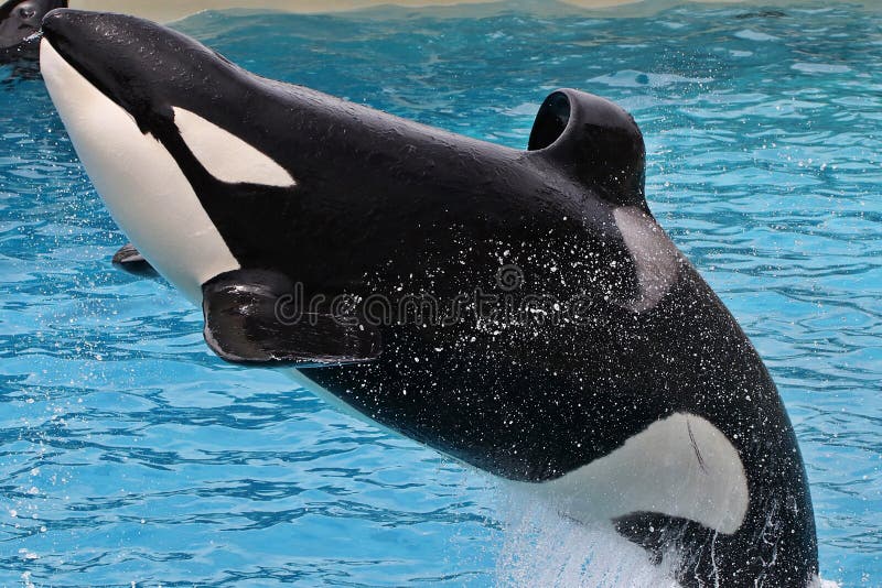 Orca Sea World San Diego foto editorial. Imagem de assassino - 99814896