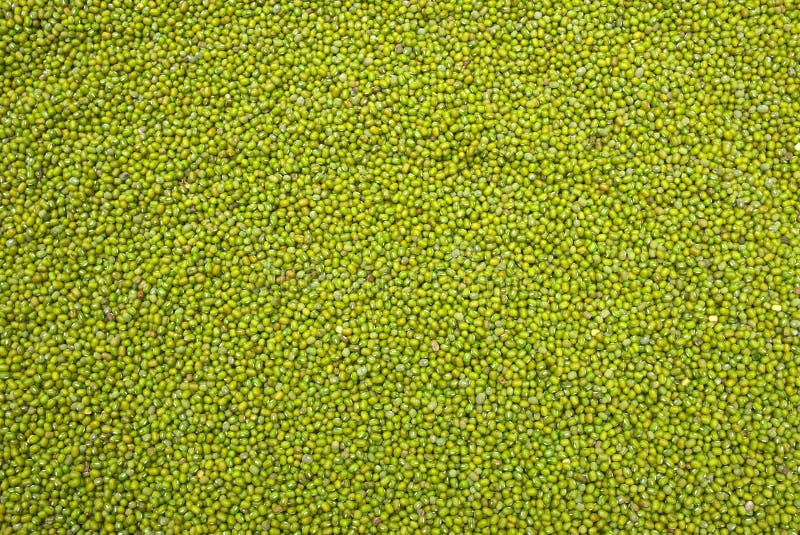 Mung bean stock photo. Image of food, color, fresh, seed - 26979238