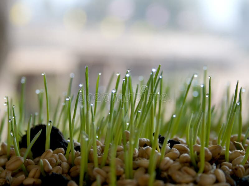 Mung bean stock image. Image of mung, growth, seed, moong - 5932611