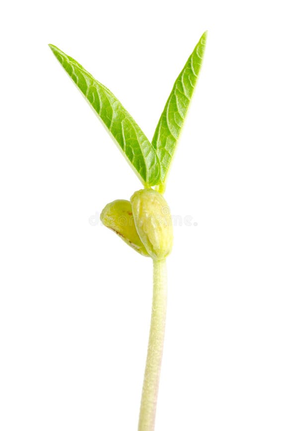 Mung Bean Seedling with Two Cotyledons and First True Leaves, Close Up ...