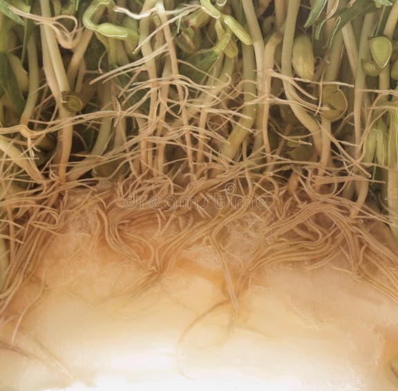 Mung bean roots stock photo. Image of beans, leaves, natural - 6843812