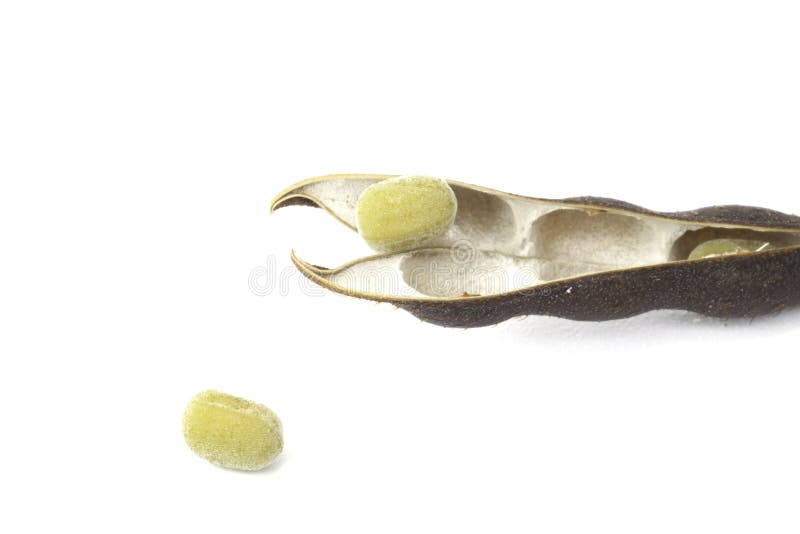 Mung Bean Seed Pod Isolated Stock Photo - Image of vegetable, plant ...