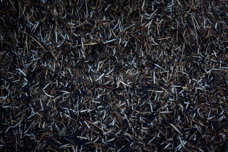 Mung Bean shell stock photo. Image of mung, husk, skin - 83316034