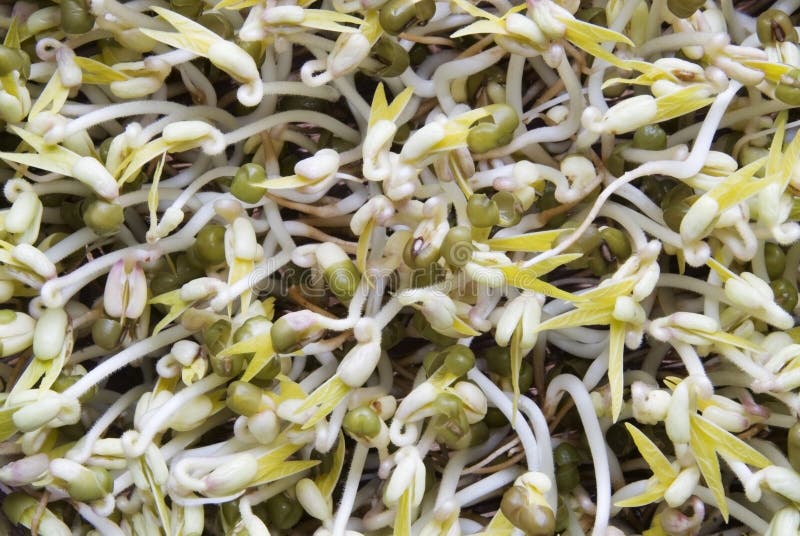 Fresh Bean Sprouts stock image. Image of asian, sprout - 2302303