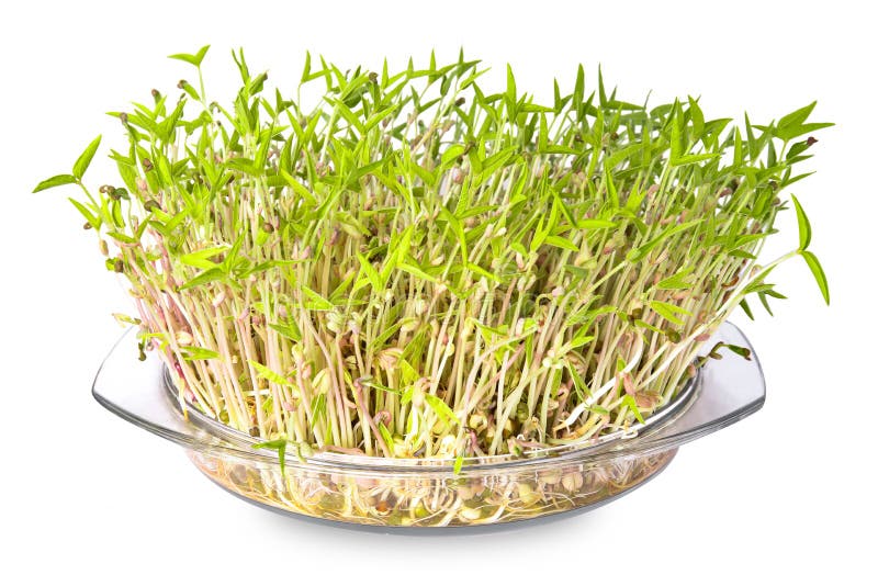 Mung Bean Sprouts in Glass Dish Isolated on White Stock Photo - Image ...