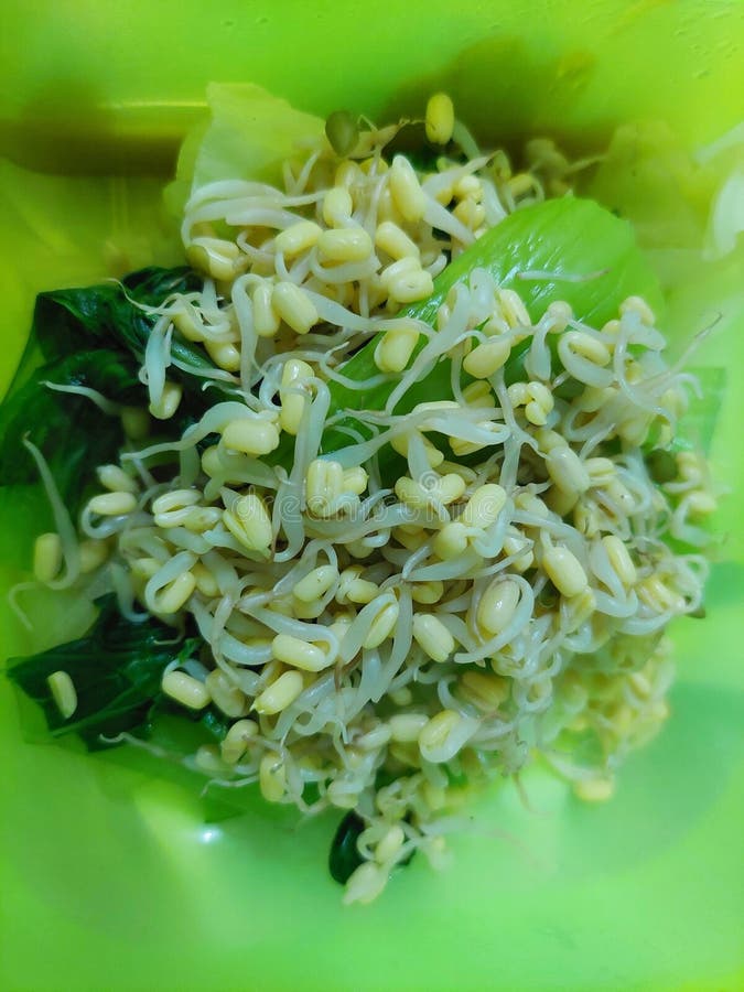 Mung Bean Sprouts in a Green Bowl. Stock Photo - Image of fresh ...