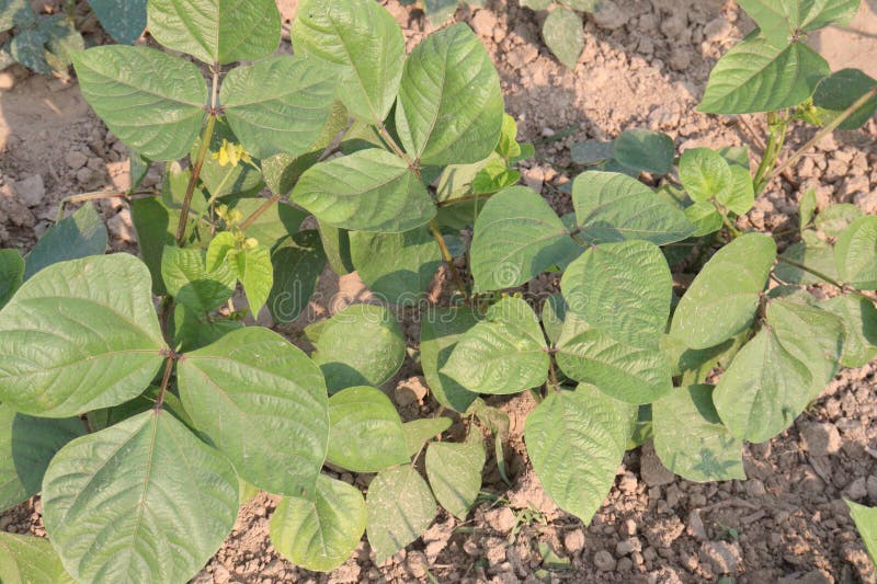 Mung bean on tree in farm stock photo. Image of harvest - 280816678