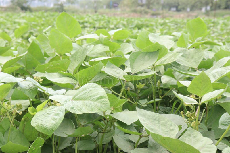 Mung bean on tree in farm stock photo. Image of tree - 280817258
