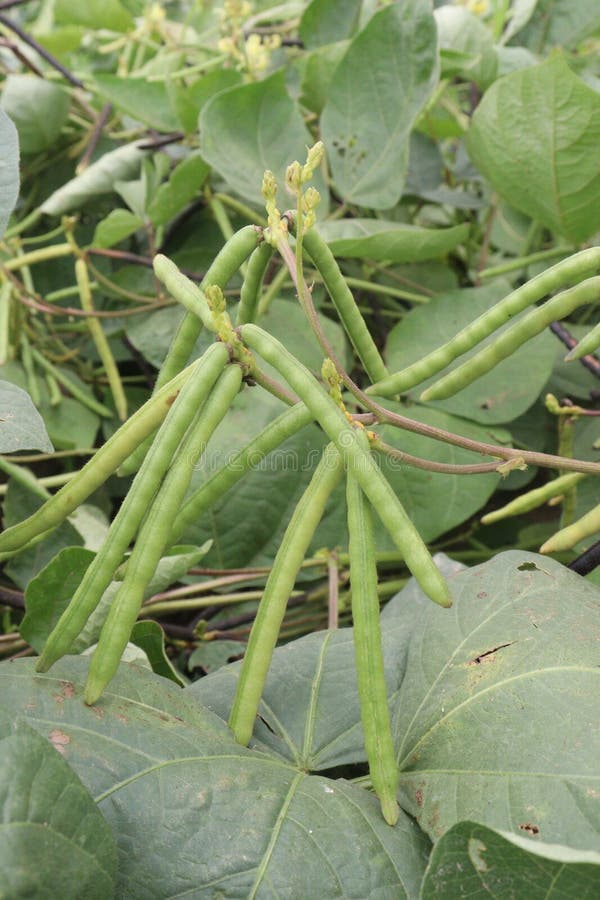 Mung bean on tree in farm stock image. Image of harvest - 280817461