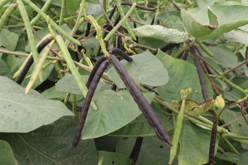 Mung bean on tree in farm stock image. Image of natural - 280817485