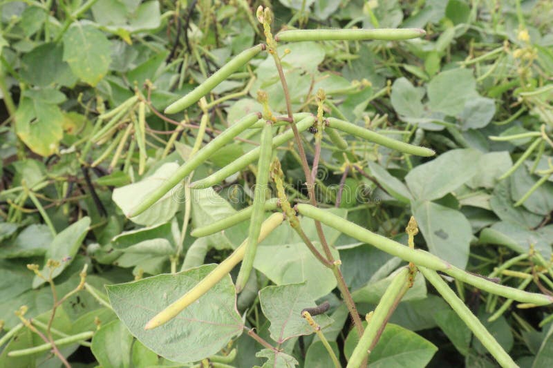 Mung bean on tree in farm stock image. Image of ground - 280817567