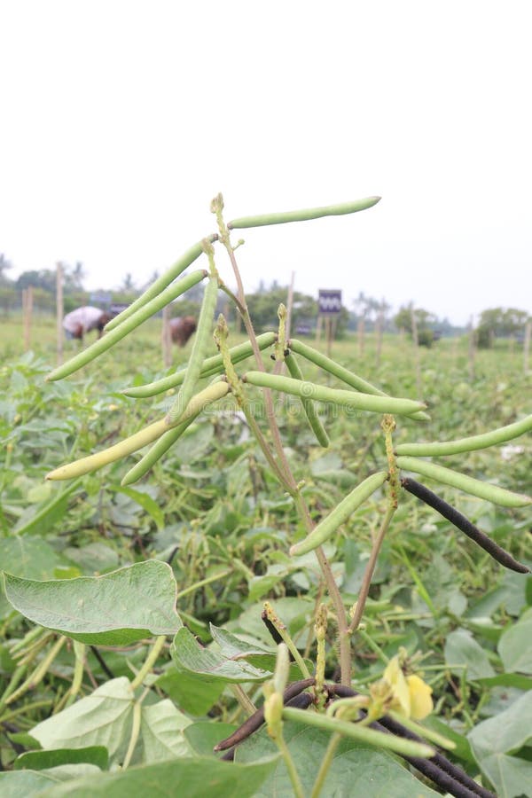 Mung bean on tree in farm stock photo. Image of landscape - 280817588