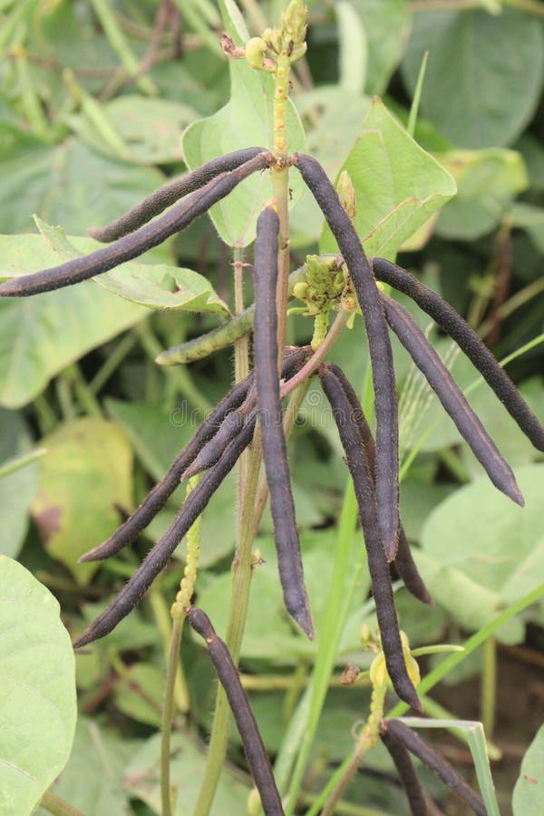 Mung bean on tree in farm stock image. Image of food - 280817703