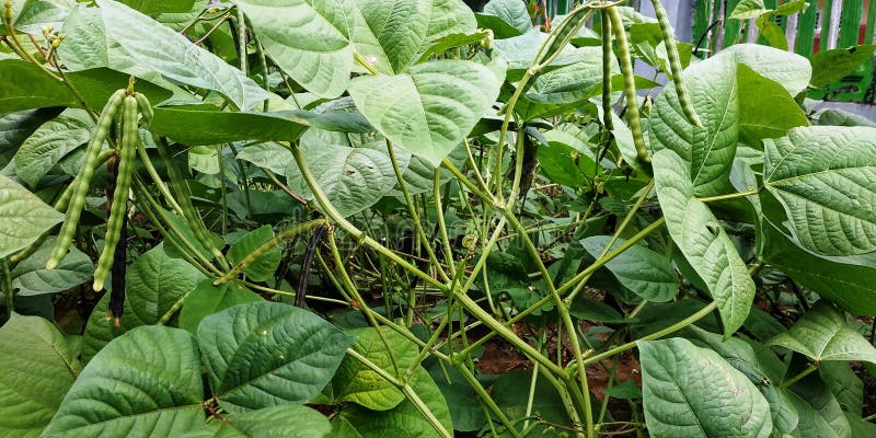 Mung Bean Tree and Its Young Fruit Stock Image - Image of evergreen ...