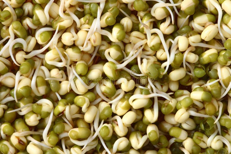 Mung beans stock image. Image of fresh, delicious, germs - 13261055