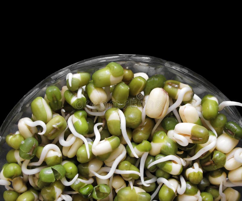 Seed sprouting stock photo. Image of abundance, cereals - 8499692