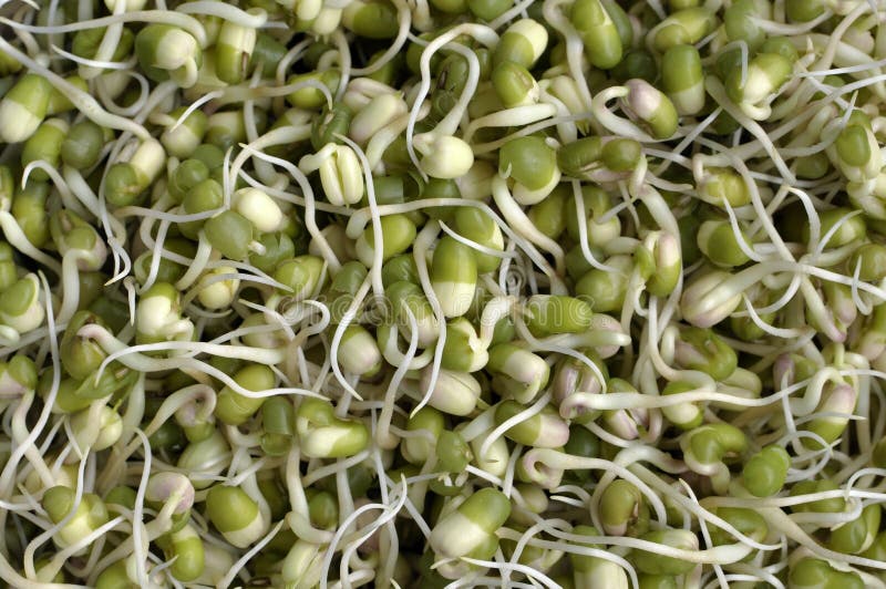 Mung Beans in Yellow Bowl Isolated on White Background Stock Photo ...