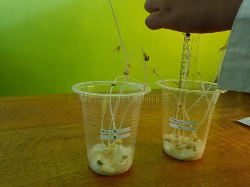 Mung Beans in Action: How Students Explore the Dynamics of Plant ...