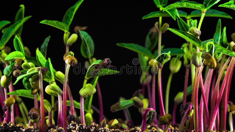 Mung Beans Germination on Black Background Stock Footage - Video of ...