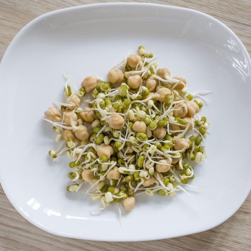 Mung and chick-pea sprouts stock image. Image of barley - 52200081