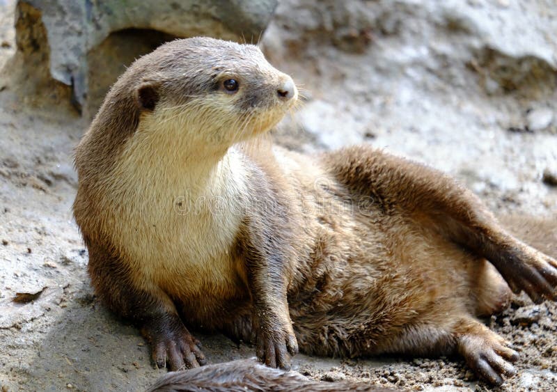 Mungo stockbild. Bild von fleischfresser, afrikanisch - 35063347