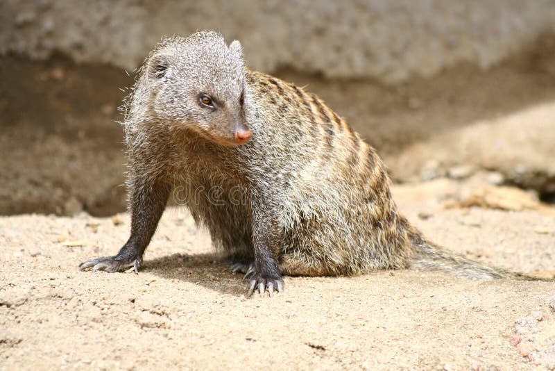 Mungo stockfoto. Bild von grausam, lang, schnell, ohren - 16155880
