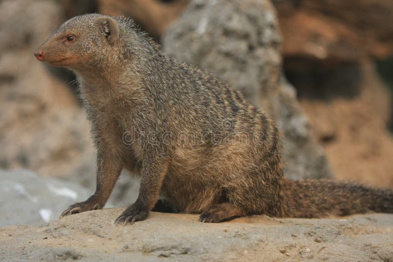 Mungo stock image. Image of sunning, face, predator, animal - 69900857