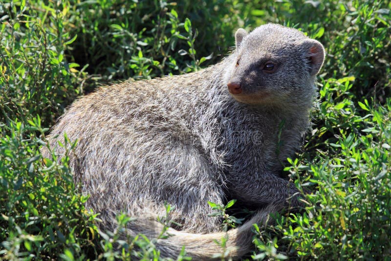 Mungo de mungos photo stock. Image du sauvage, herbe - 28345652