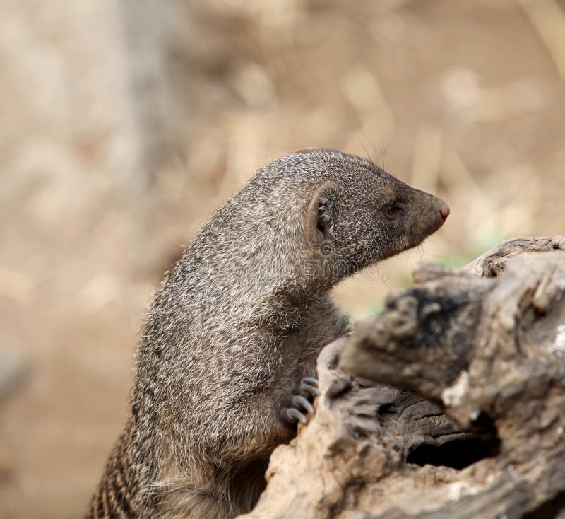 MUNGO DE MUNGOS photo stock. Image du durée, animal, mignon - 49788686