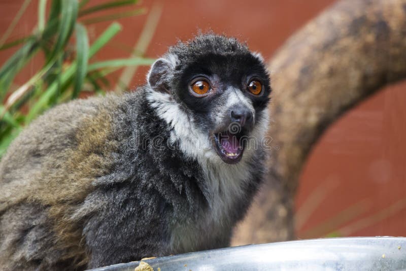 Mungo-Maki Mit Dem Mund Offen Stockbild - Bild von zunge, ohren: 34112545