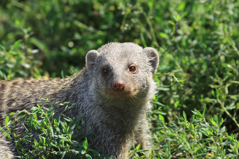 Mungos Mungo stock image. Image of cute, wild, mungo - 15601495