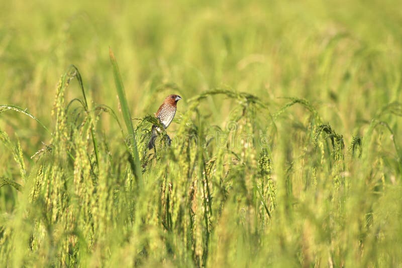 Munia birds. stock photo. Image of green, munia, body - 32708650