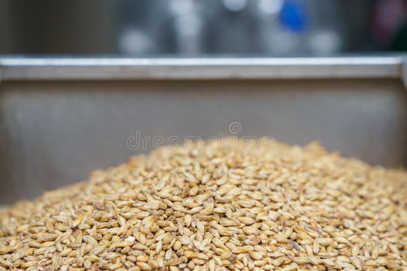 Munich Brewing Barley Malt. Background with Selective Focus and Copy ...
